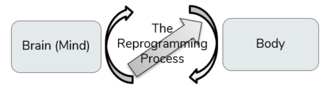Phase 1 of the Reprogramming Process – Your Health, Reprogrammed