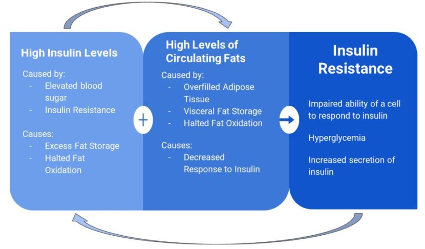 Addressing Insulin Resistance – Your Health, Reprogrammed