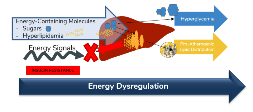 How to Overload the Liver – Your Health, Reprogrammed