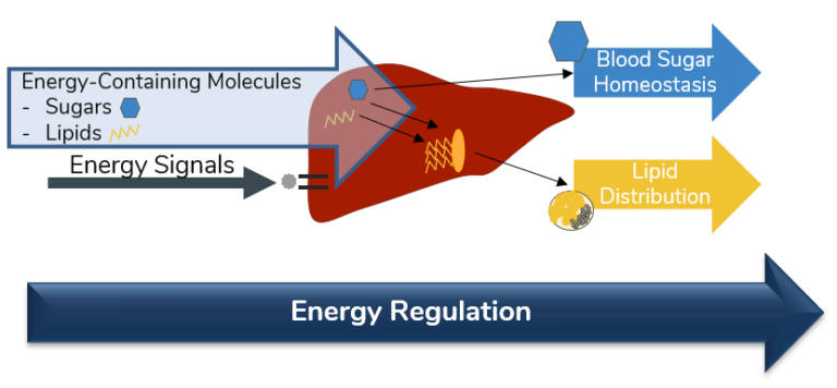 How to Overload the Liver – Your Health, Reprogrammed
