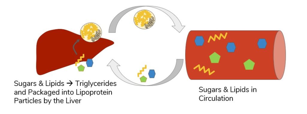 Fatty Liver – Your Health, Reprogrammed