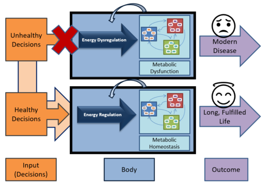 Energy Regulation and Metabolic Dysfunction – Your Health, Reprogrammed
