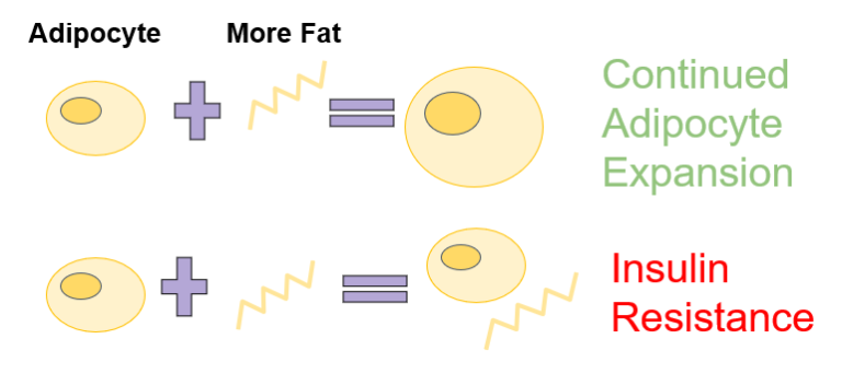 Excess Fat Accumulation – Part 1 An Introduction – Your Health ...