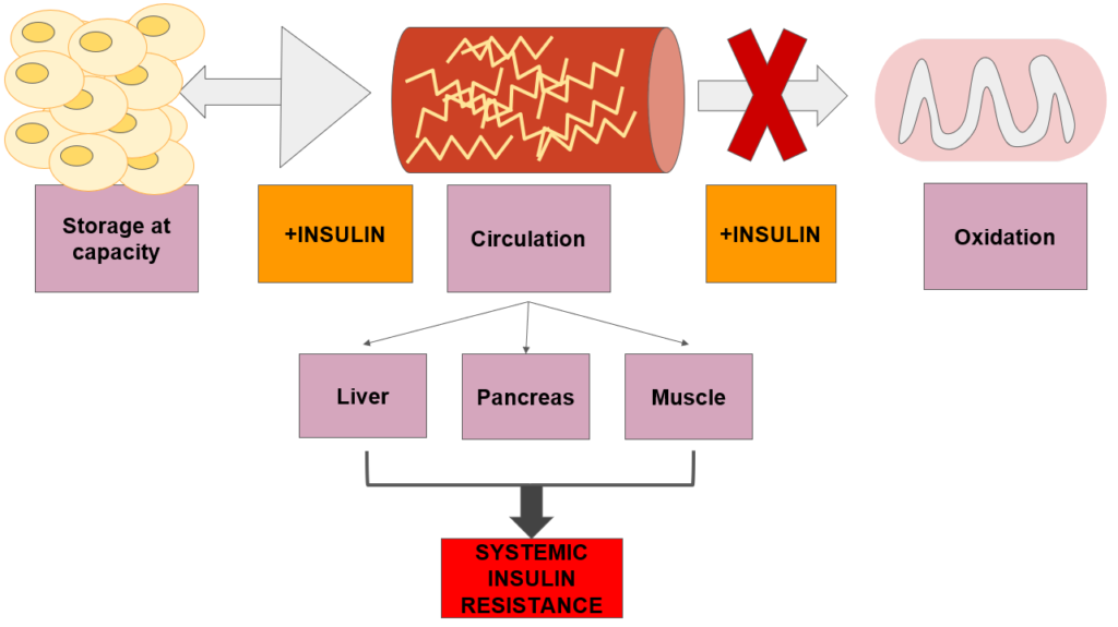 Excess Fat Accumulation – Part 1 An Introduction – Your Health ...