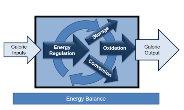 Expanded Energy Balance Model – Your Health, Reprogrammed